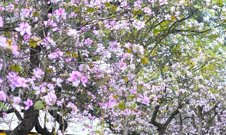 Ban trees in full bloom in Hanoi