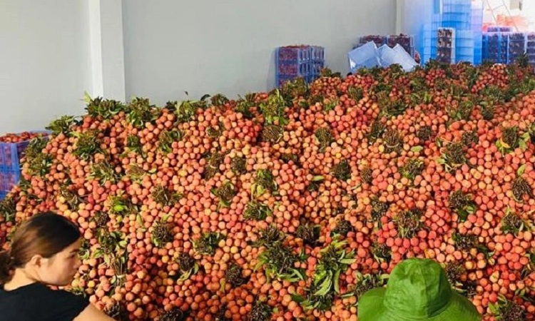 Hai Duong exports fresh lychees to France