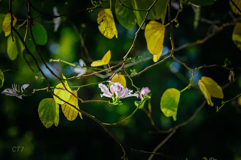 Ban trees in full bloom in Hanoi