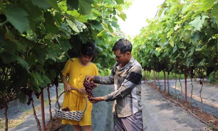 Hanoi expands modern agricultural model associated with rural tourism