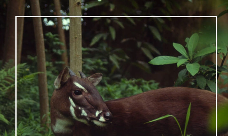 WWF Vietnam launches "Preserving the Forests - Reuniting with Saola ...