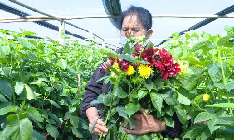 High-tech flower farming transforms Hanoi's agricultural landscape