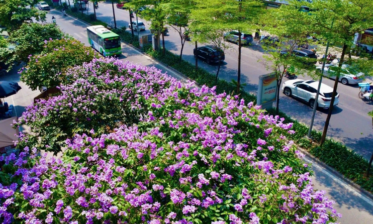 Queen crape myrtle transforms Hanoi into a sea of purple