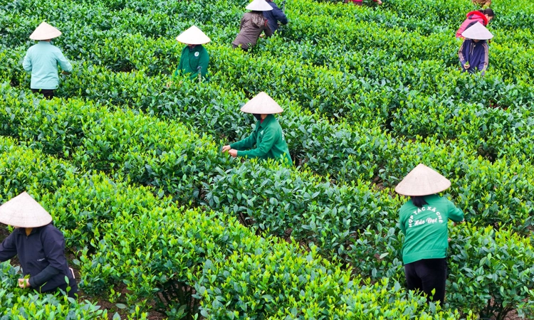 Tea culture and train travel connect Hanoi-Thai Nguyen tourism