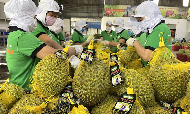 Vietnam strengthens durian export security